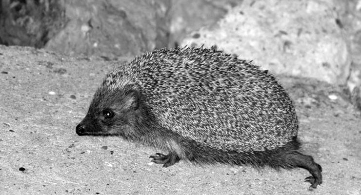 İstanbul'un kirpileri sokağa indi: Sebebi inşaat titreşimleri ve yok ...