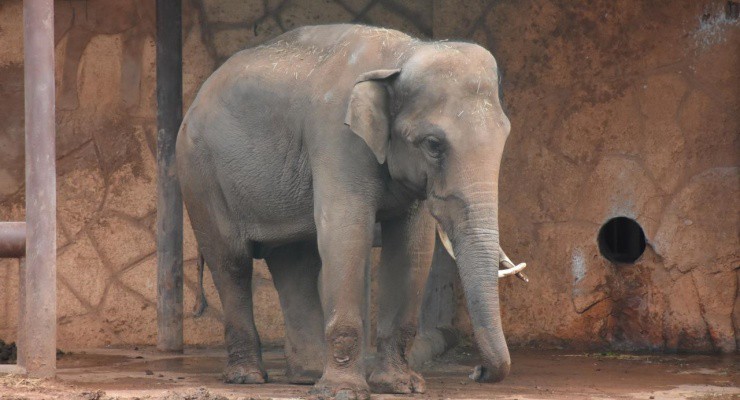 Dilenmek için kullanılan fil, sahibini ezerek öldürdü - Diken