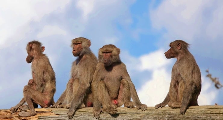 Babasıyla iyi geçinen dişi babun daha uzun yaşıyor - Diken
