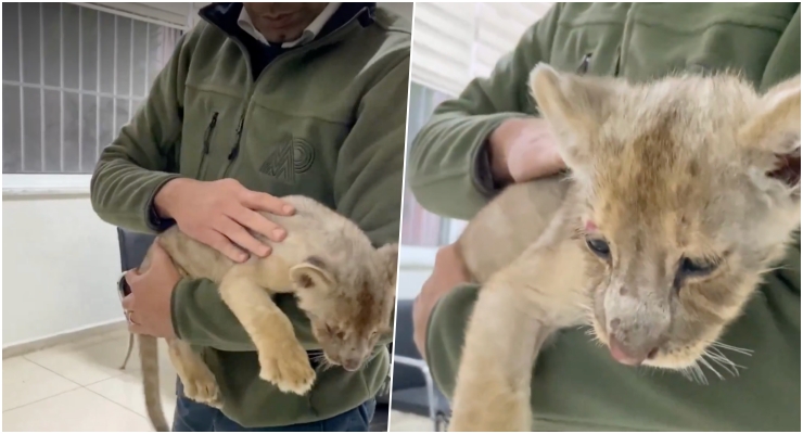 İstanbul'da veterinere getirilen Afrika aslanına el konuldu - Diken