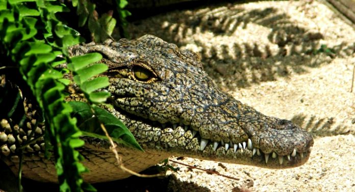 Avustralya'da ağaca tırmanan antik timsah kanıtları bulundu - Diken
