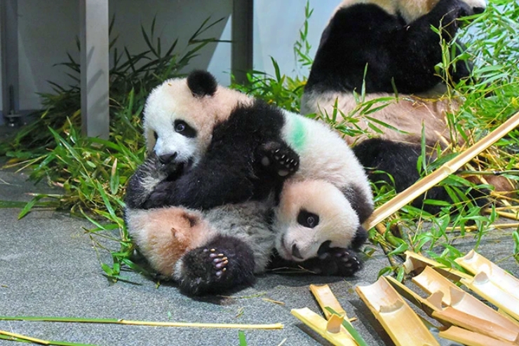 İkiz panda. Fotoğraf: Asahi Shimbun